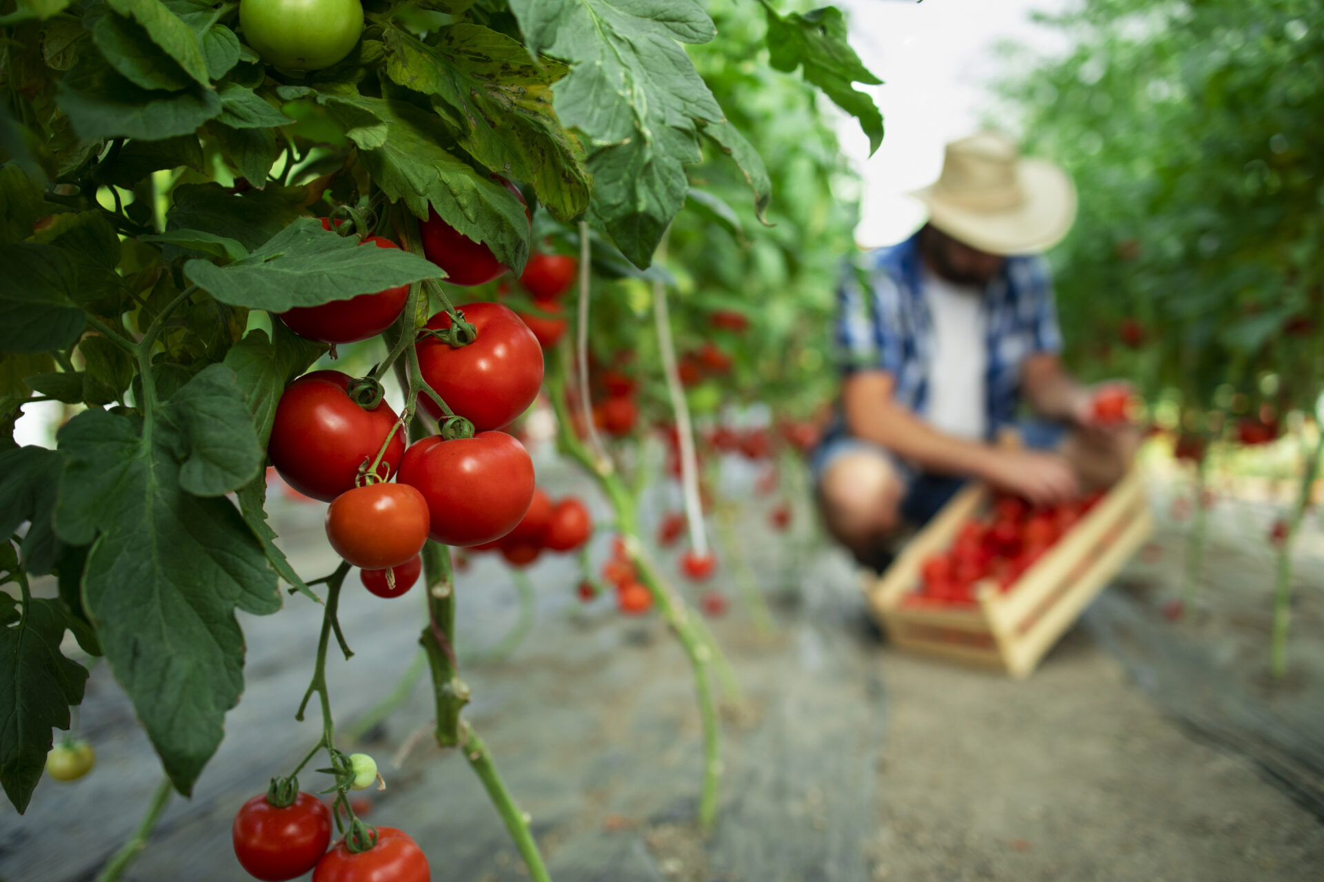 Bonus Agricoltura: contributi a fondo perduto fino al 100% ...